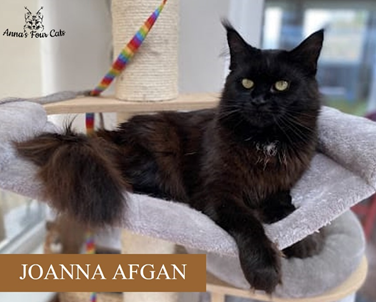 Our adult cats - Annas Four Cats Maine Coon breeder Gloucestershire
